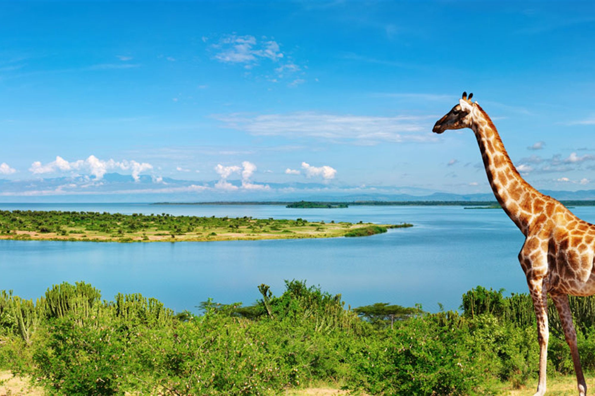 El mejor Safari Panorama de Uganda, Inluye Gorilas - Nubia Tours.com
